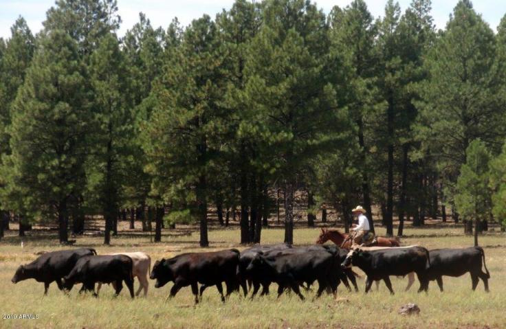 At $25Million, The O.X Ranch Is the (2nd) Most Expensive Real Estate ...