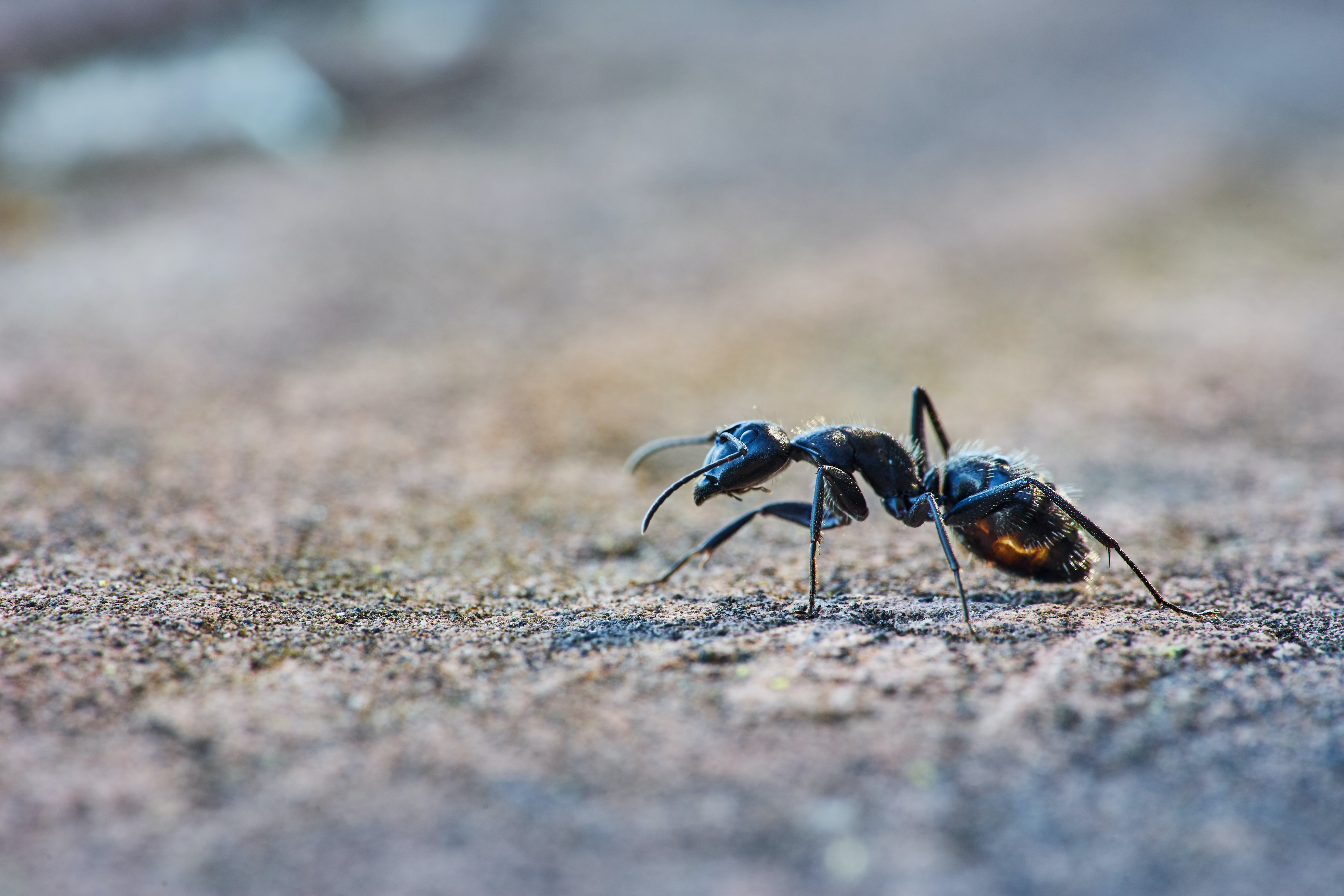 How to Make Your Arizona Home Ant 🐜 free – AriZona Real Estate insider